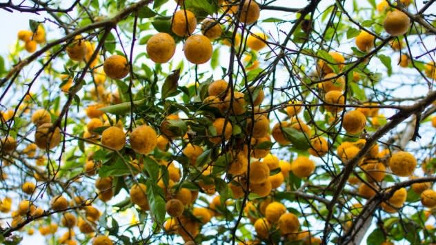 The Kachai Lemon Festival of Manipur – Weather News
