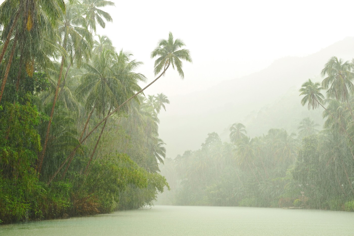 Rainforest Rainfall
