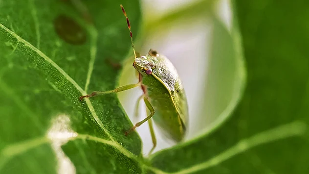 Changement climatique : De nouveaux ravageurs agricoles arrivent ...