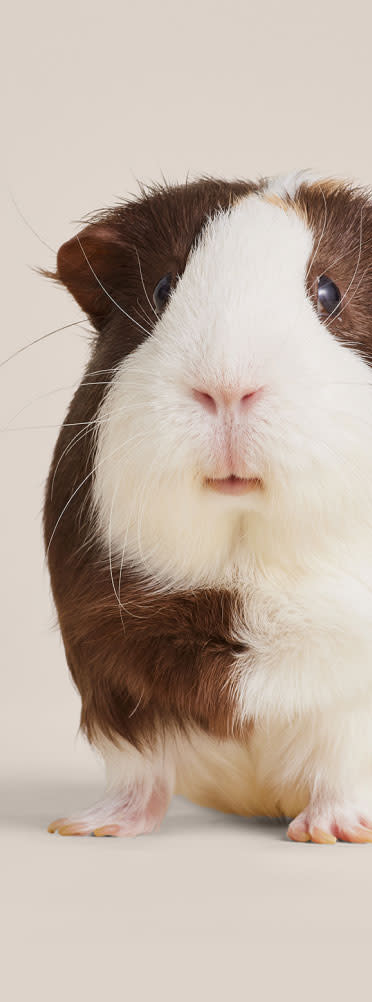 Tick Key Tick Removal Device - Pet Valu