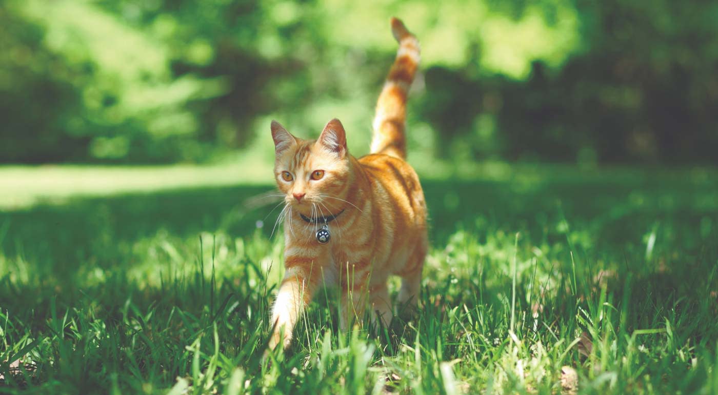 How to tackle flea and tick prevention for your pets - Pet Valu