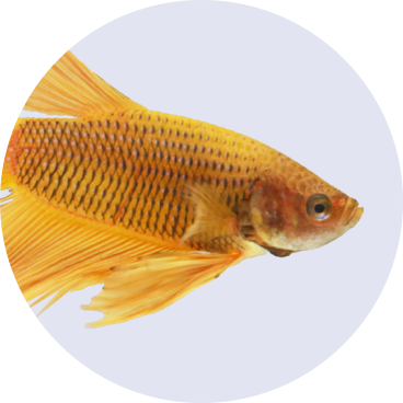 Pet Food, Pet Supplies & Pet Stores - Pet Valu