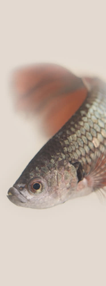 Tick Key Tick Removal Device - Pet Valu