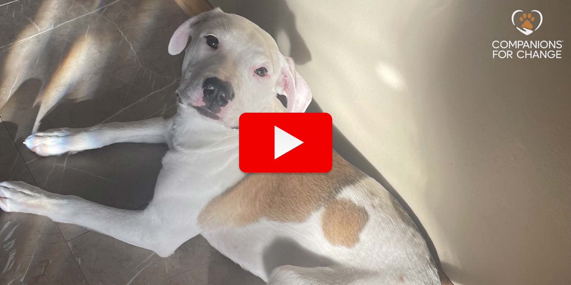 Meet the Winnipeg Humane Society: Pet Valu Companions for Change ...