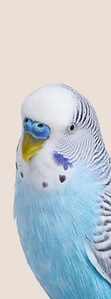 Tick Key Tick Removal Device - Pet Valu