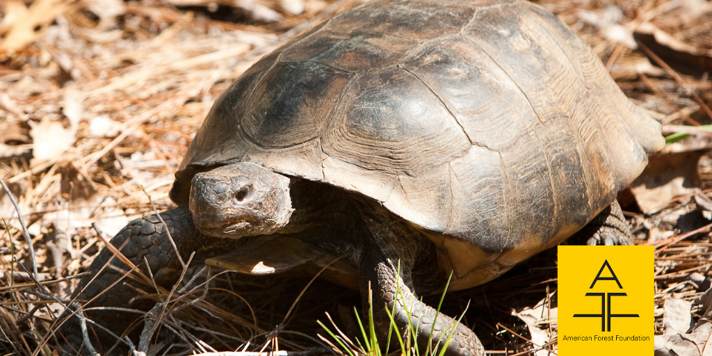 Tyler’s Tips for Tortoises
