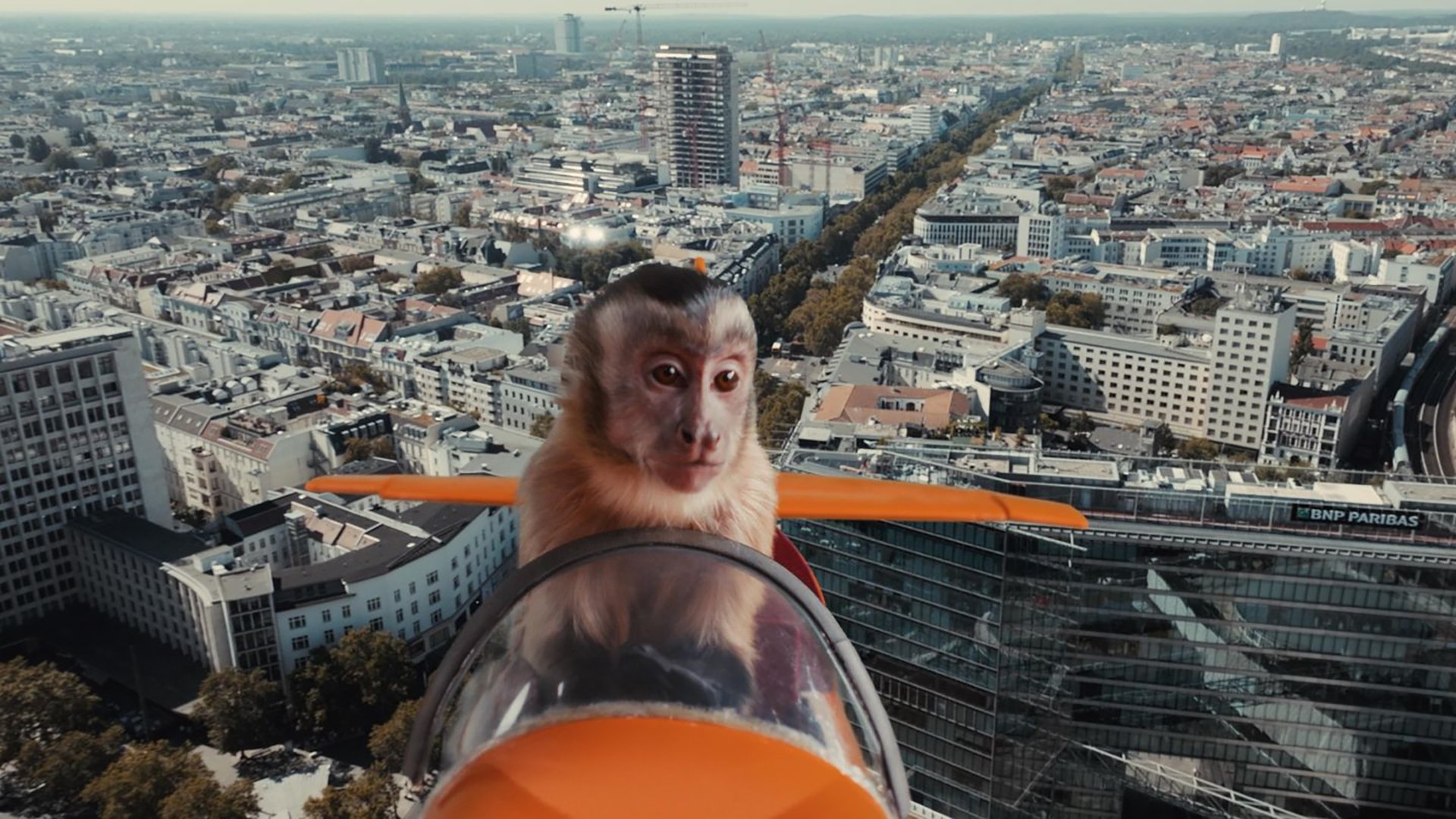 Akiko, der fliegende Affe | City Kinos München