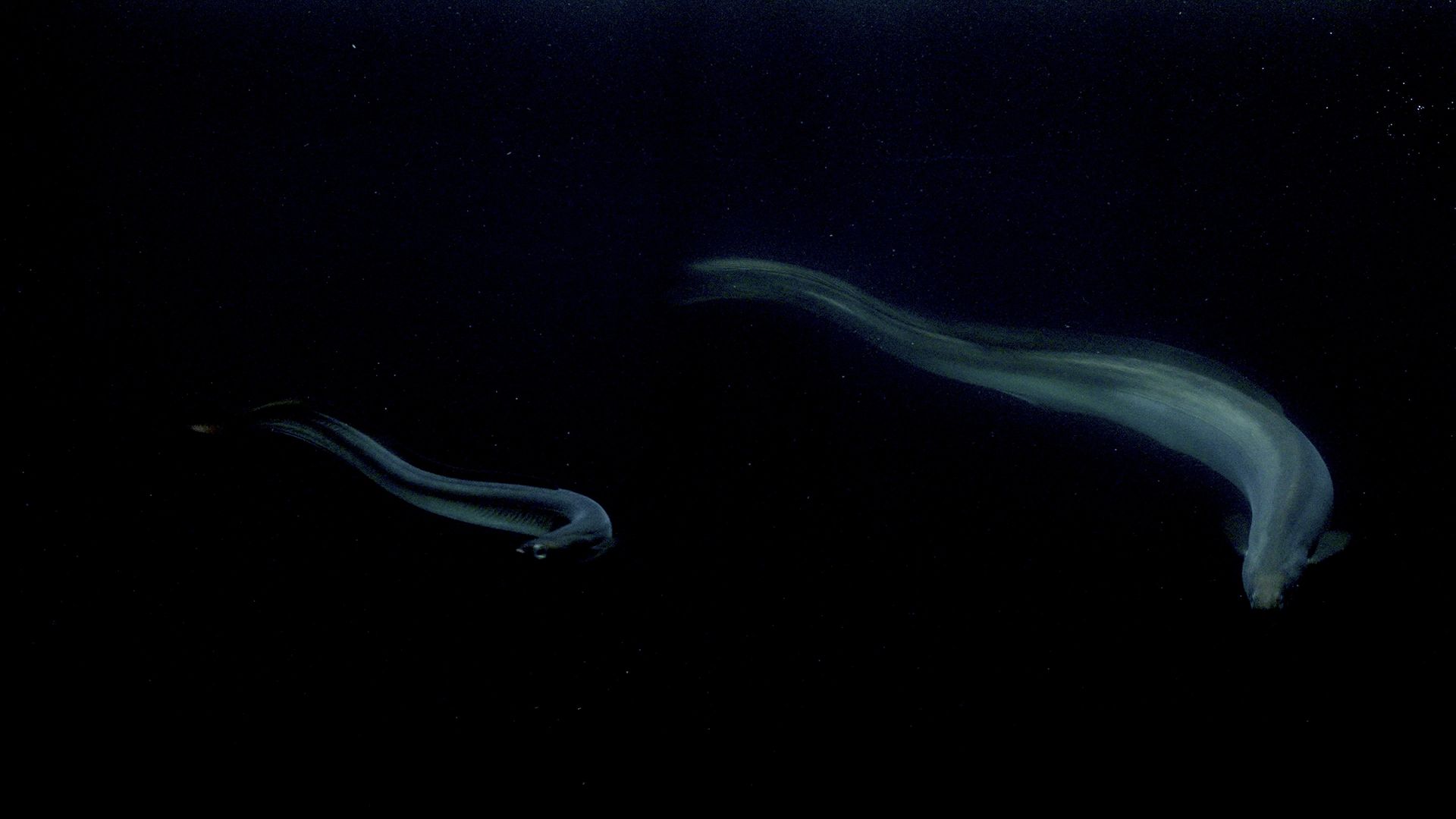 Hidden Dance of Eels | Yorck Kinos Berlin
