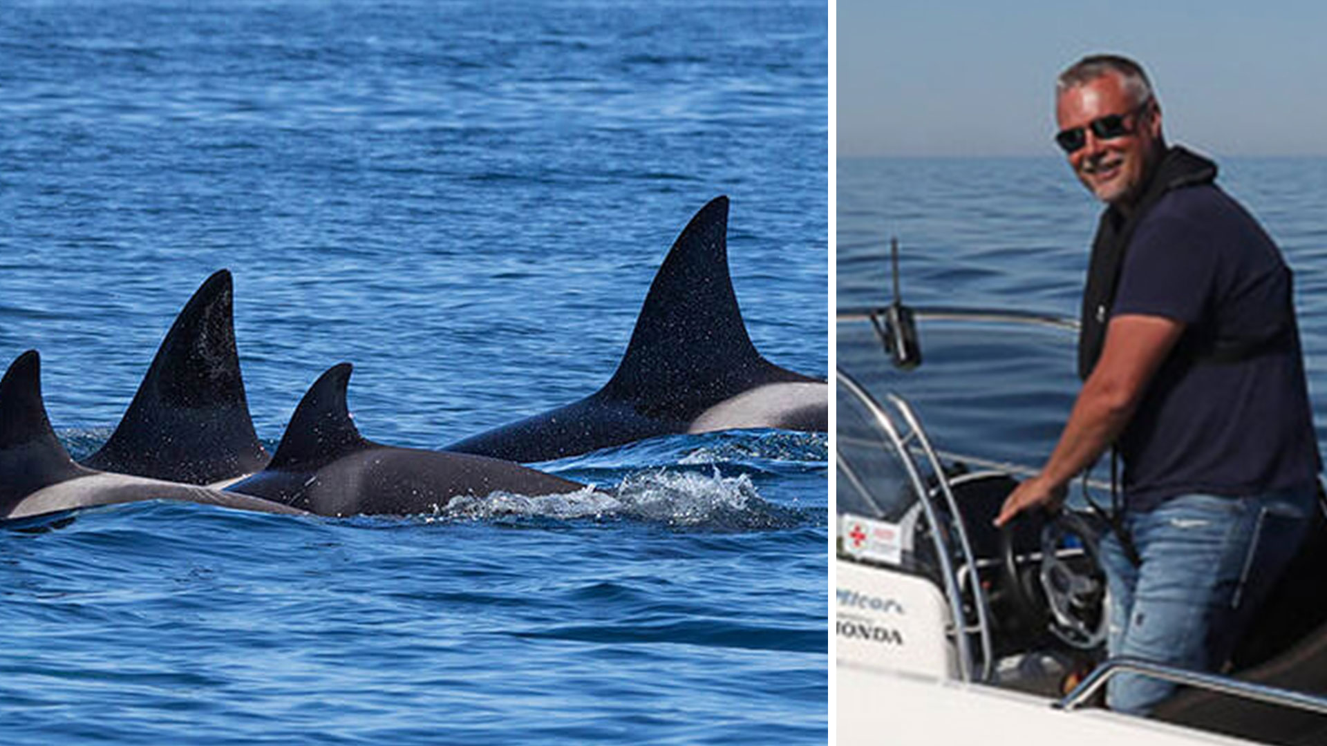 Patrik såg 17 Späckhuggare utanför Lysekil