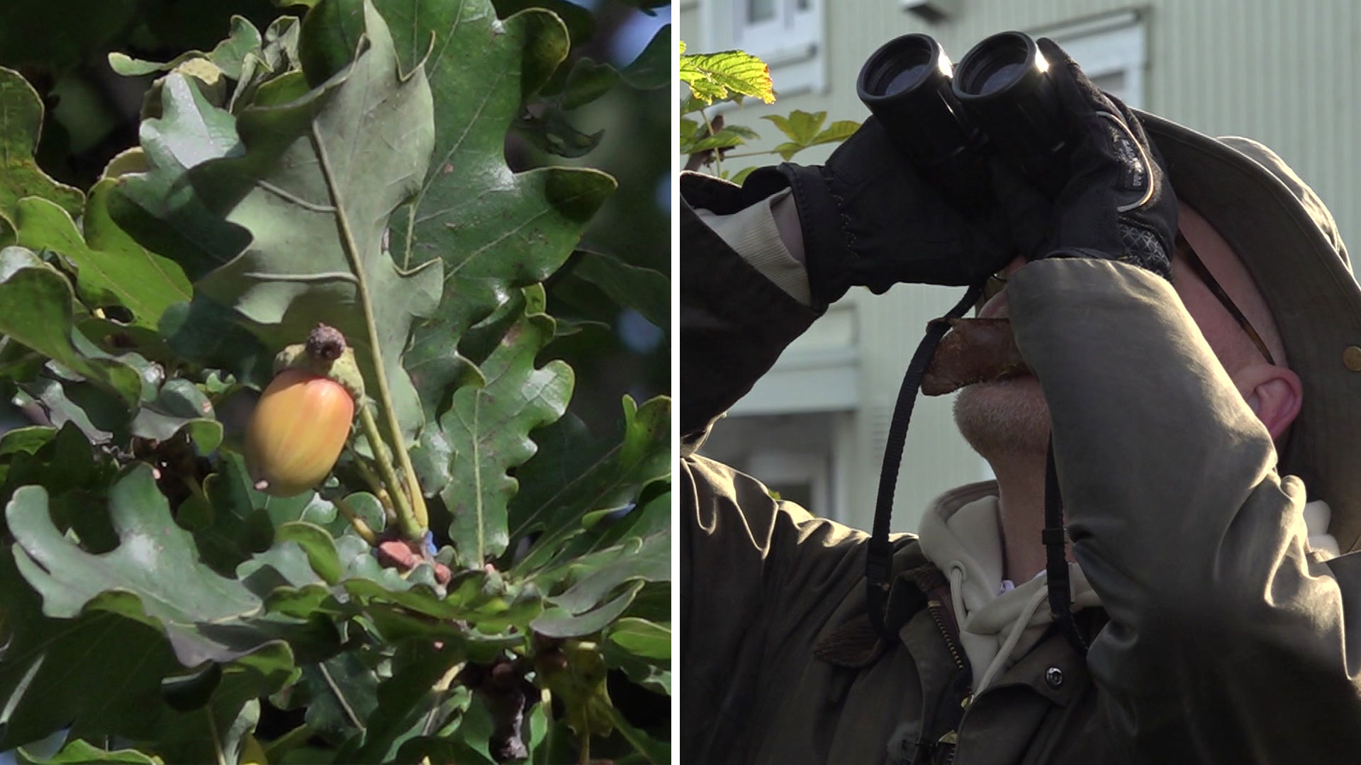 Toppår för ekollon i norra Sverige