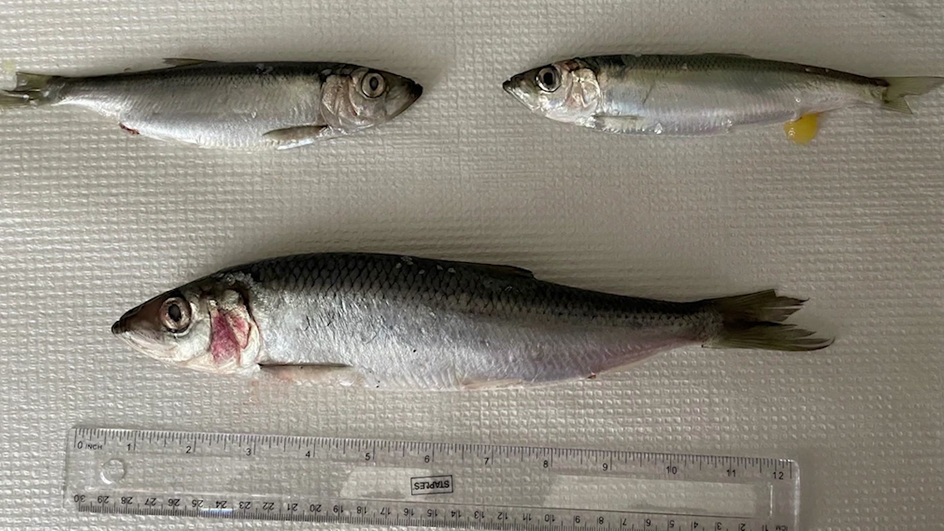 Ny fiskart i Östersjön