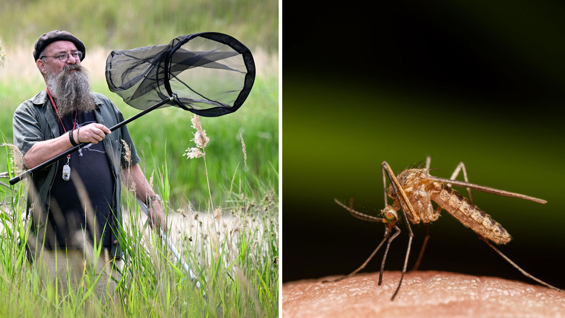 Farliga myggor allt närmre Sverige: ”Ingen övervakningen”