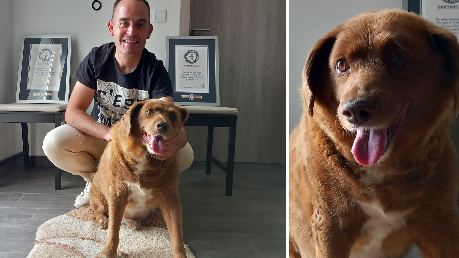 Hunden Bobi får sin titel indragen