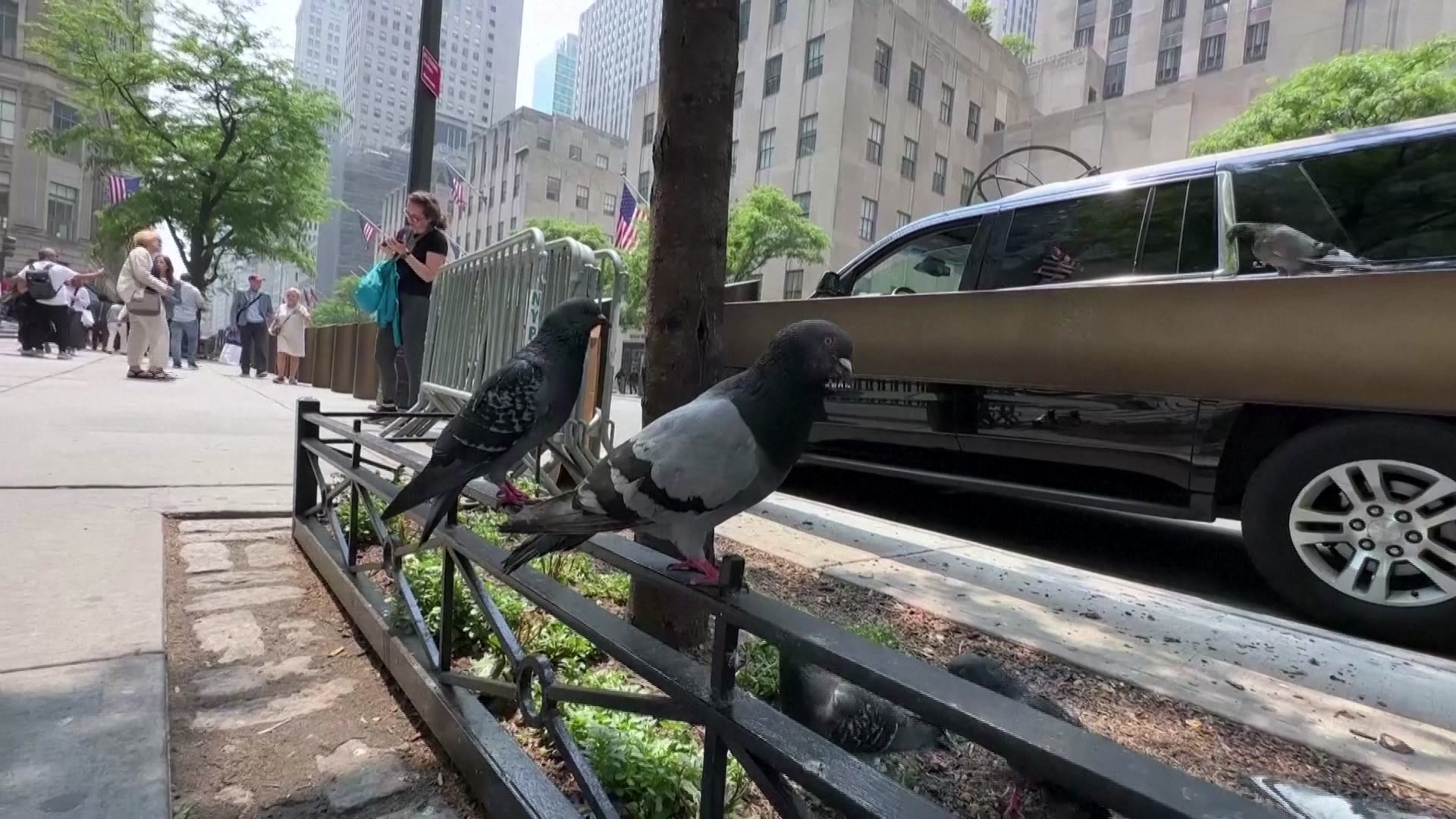 Färre duvor i New York – mysteriet förbryllar staden