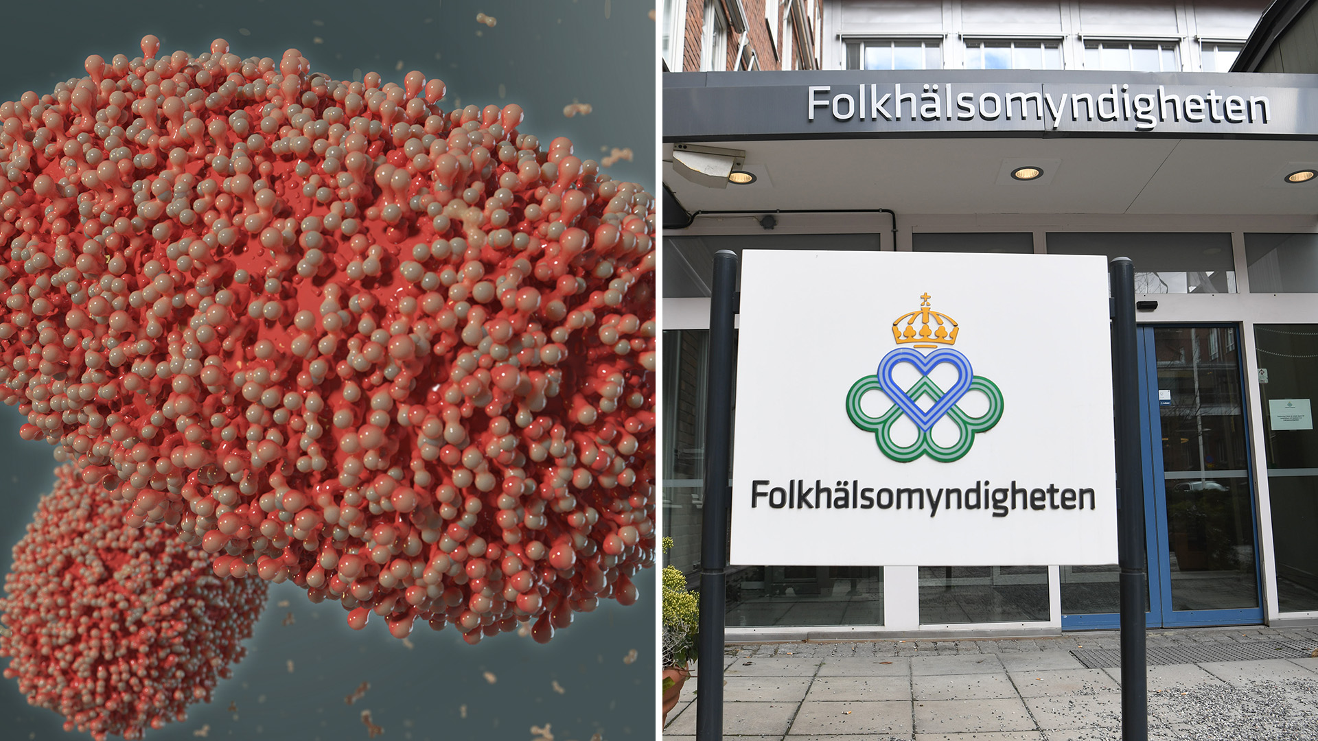 Utbrott av apkoppor i Stockholm