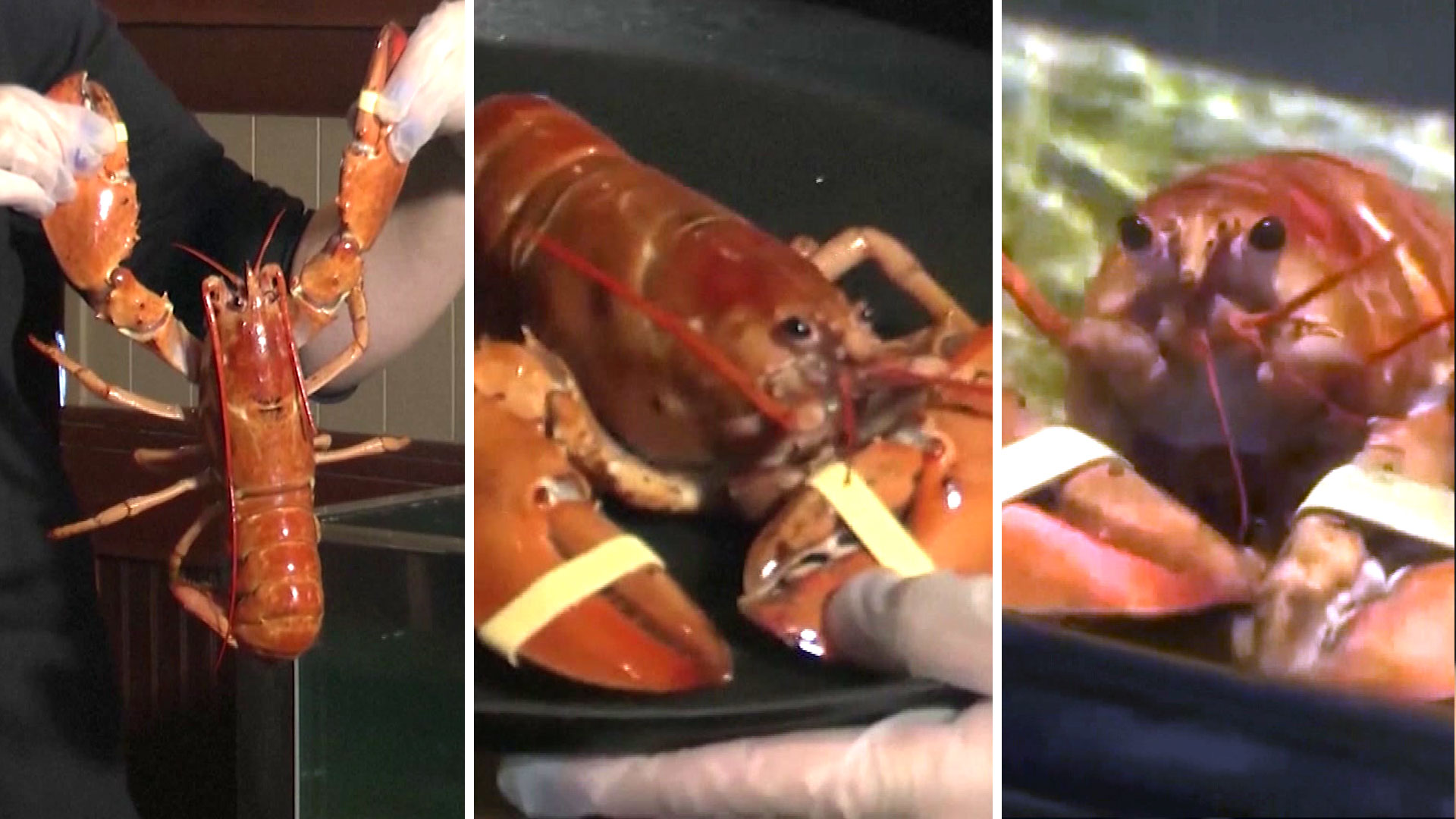 Hummern Crush skulle bli mat – bor på akvarium i Denver
