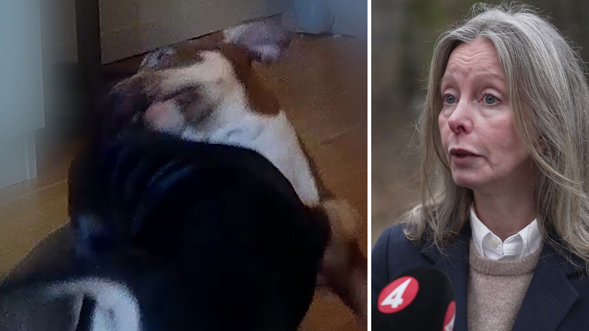 Svenska Kennelklubben: ”Blir upprörd, arg och ledsen”