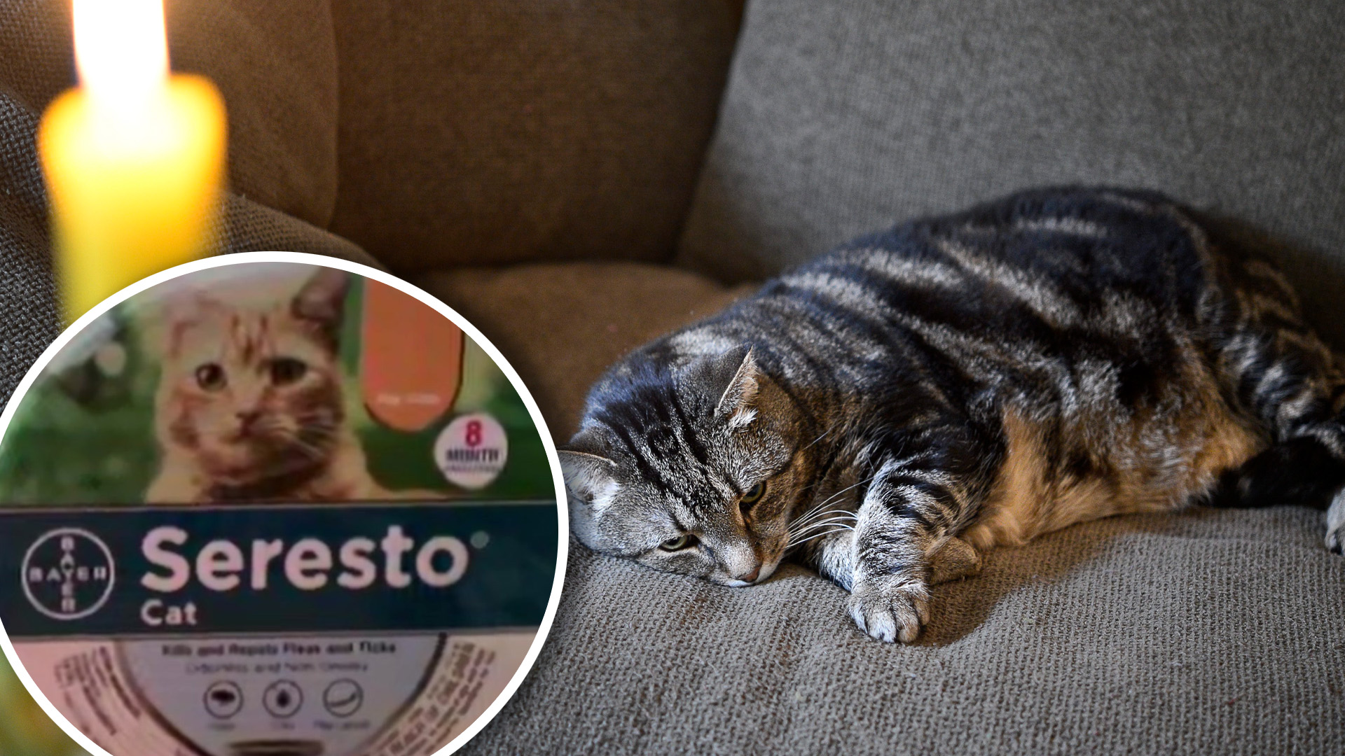 Olagliga djurläkemedel säljs på Fyndiq och CDON på nätet