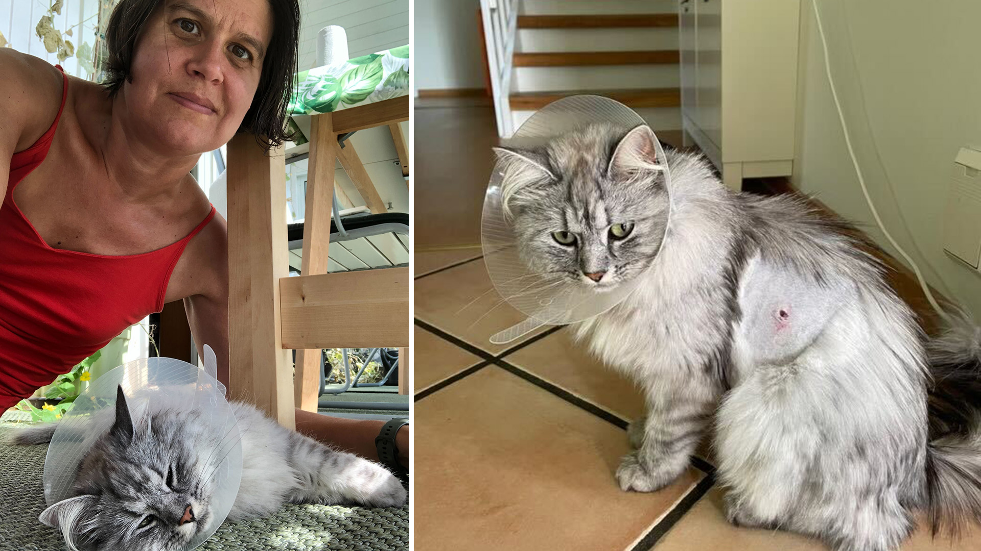 Katten Zelda sköts två gånger med luftgevär i Lund