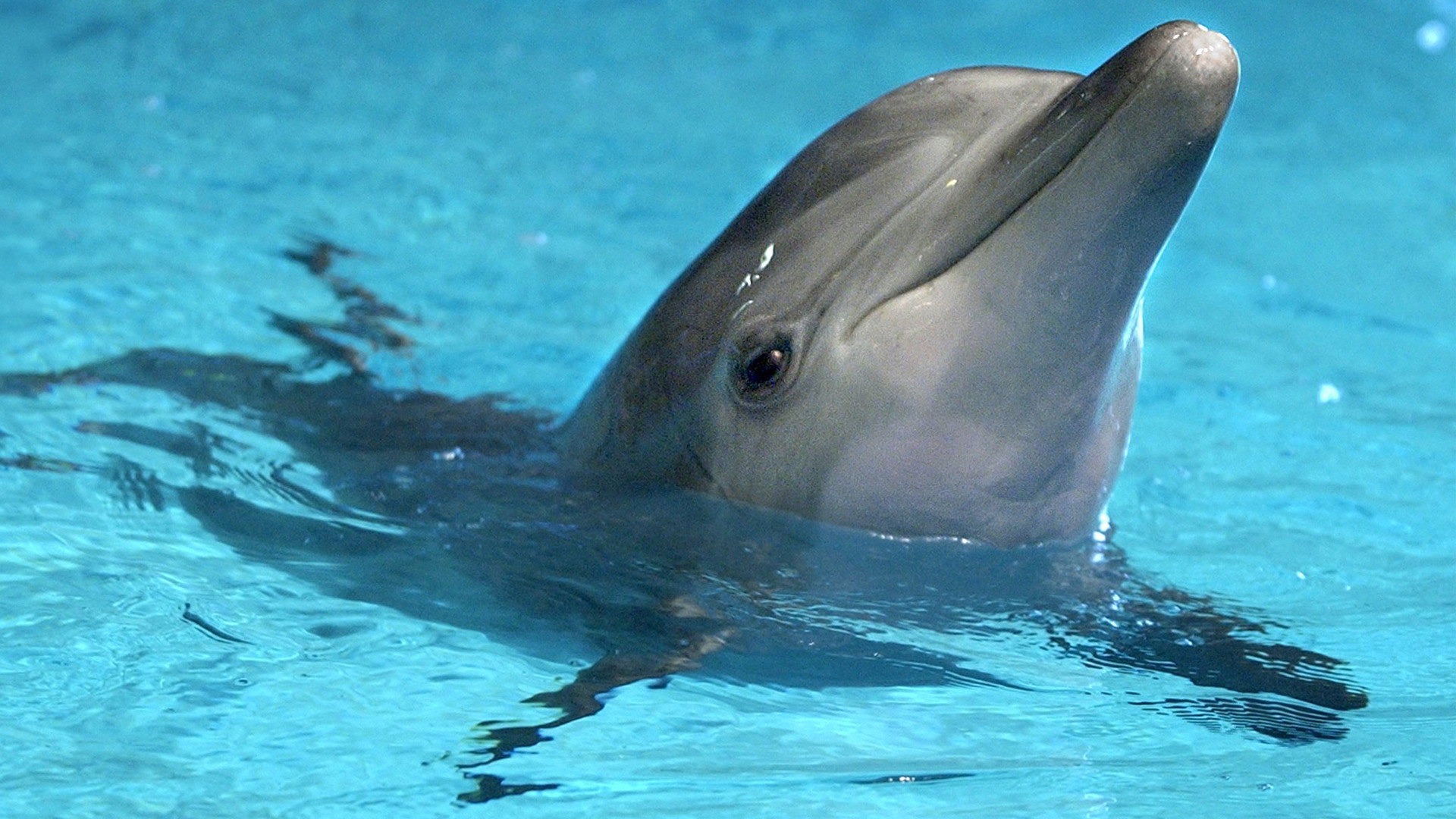 Delfin kvävd av tång på Kolmården