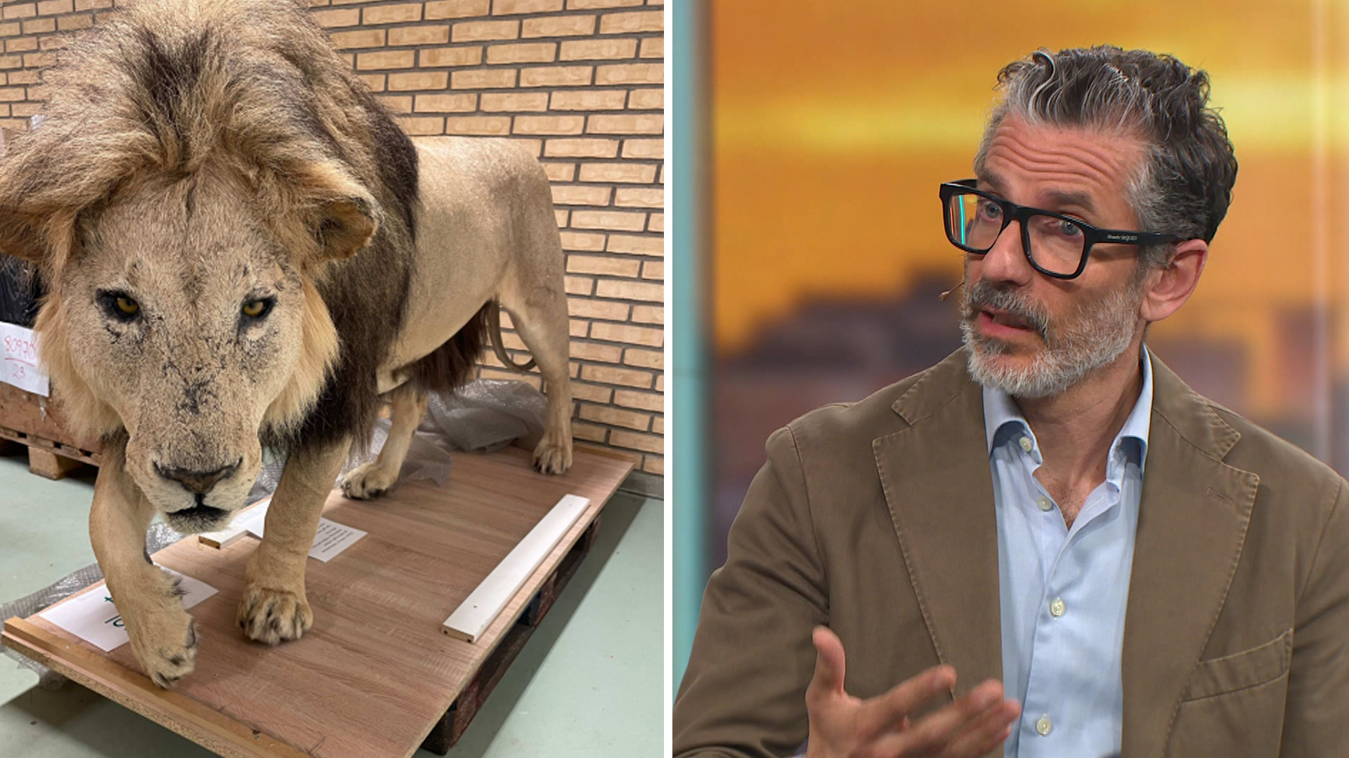 Man försökte sälja uppstoppat lejon - åtalas