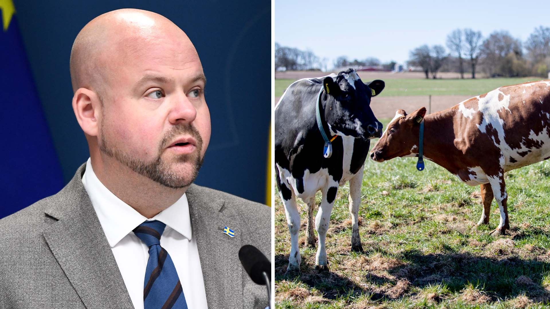 Kullgren: Kor är levande beredskapslager