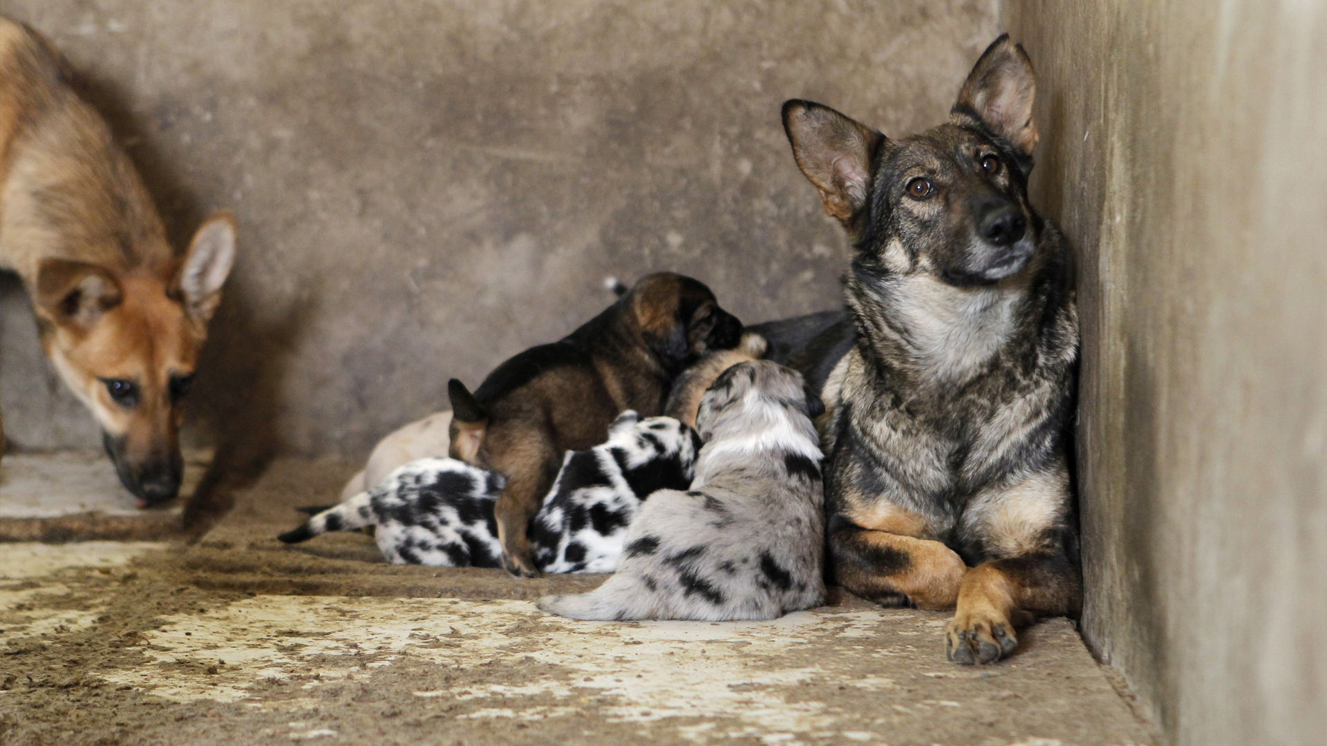 Hundköttsförbud i Sydkorea – halv miljon hundar kan avlivas