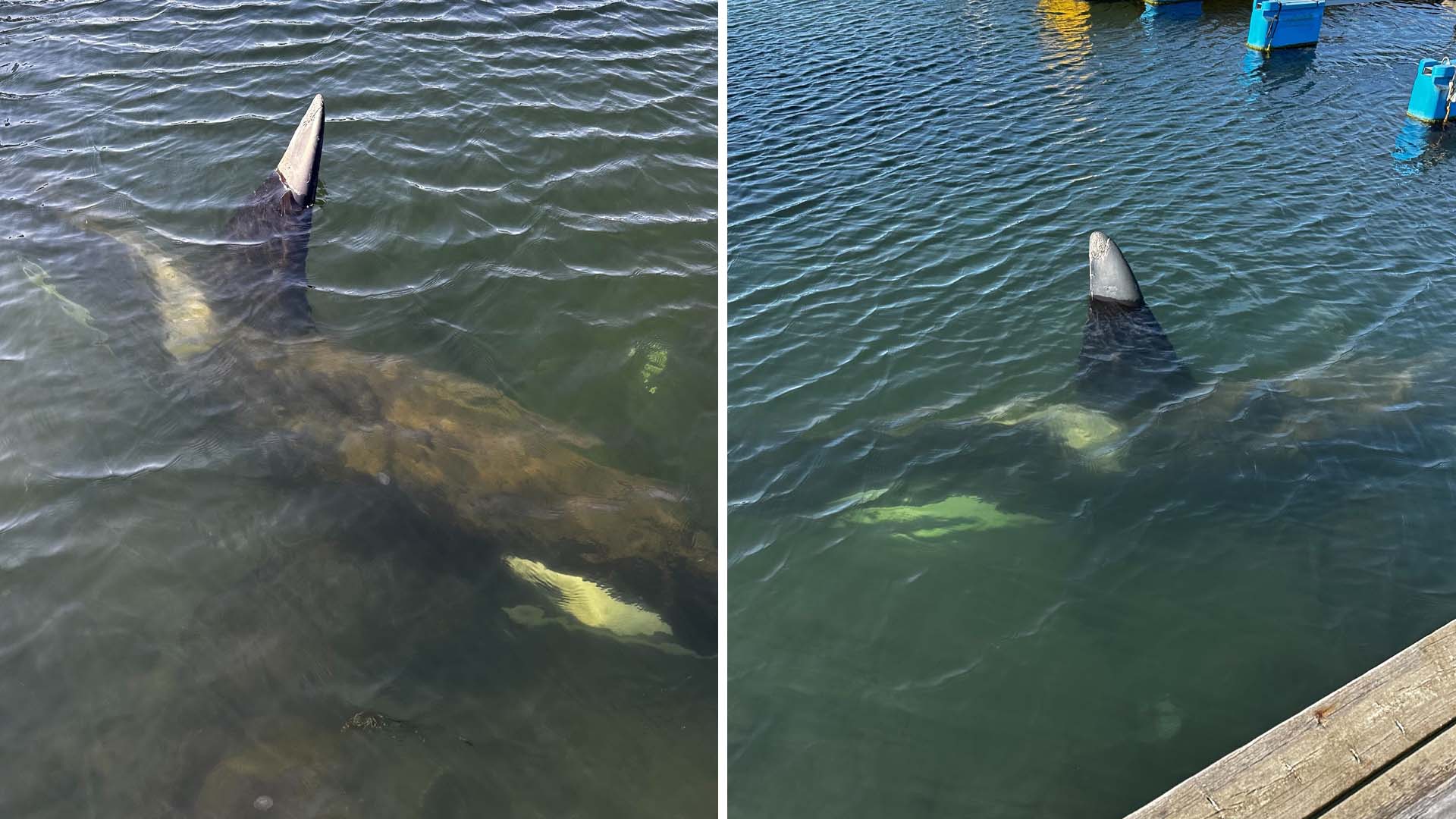 Flera meter lång späckhuggare hittad död i småbåtshamn