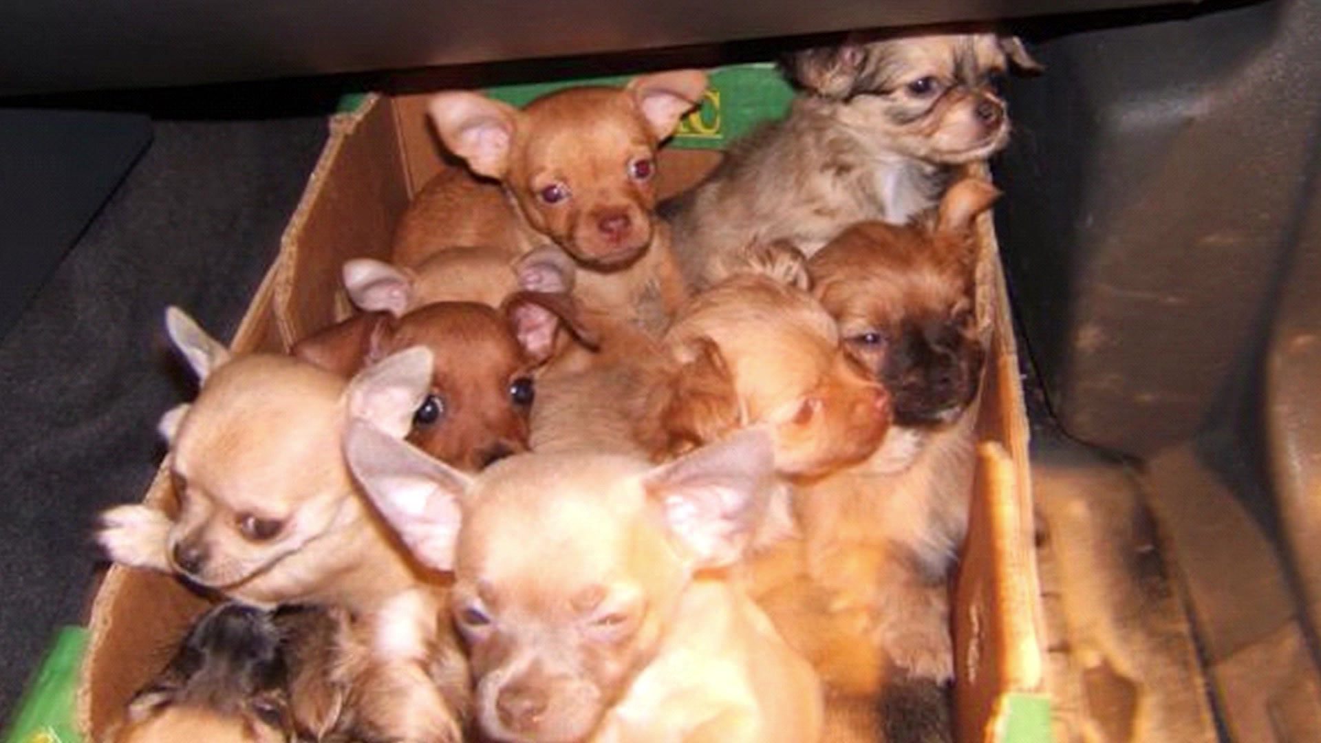 Smuggelhundar kan ta rabies tillbaka till Sverige