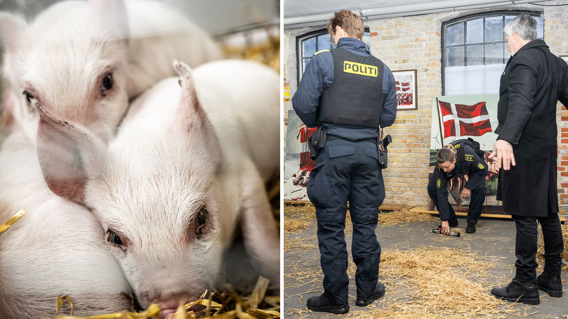 Grisar stals i kontroversiellt konstprojekt