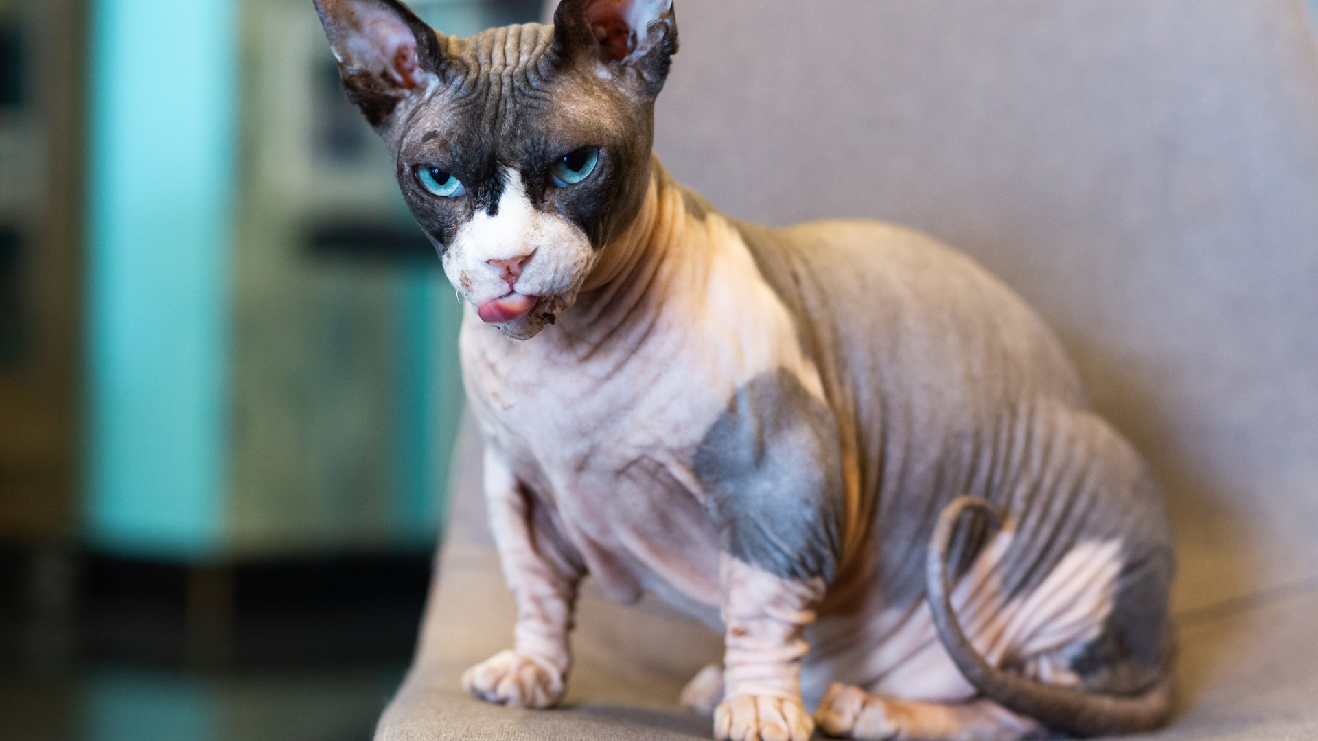 Sönderavlad ”XL-katt” sprids i Sverige: ”Vi måste stoppa”