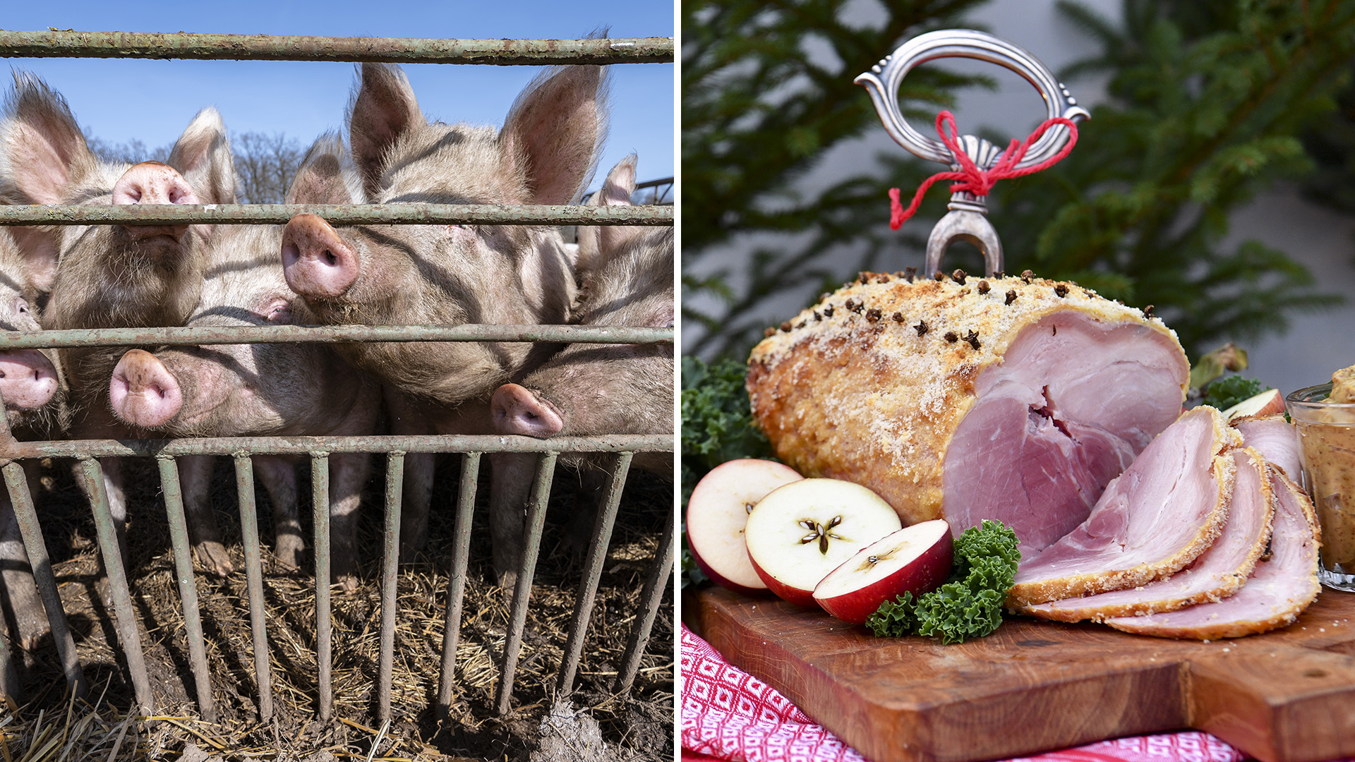 Majoritet vill ha julskinka från gris som gått ute