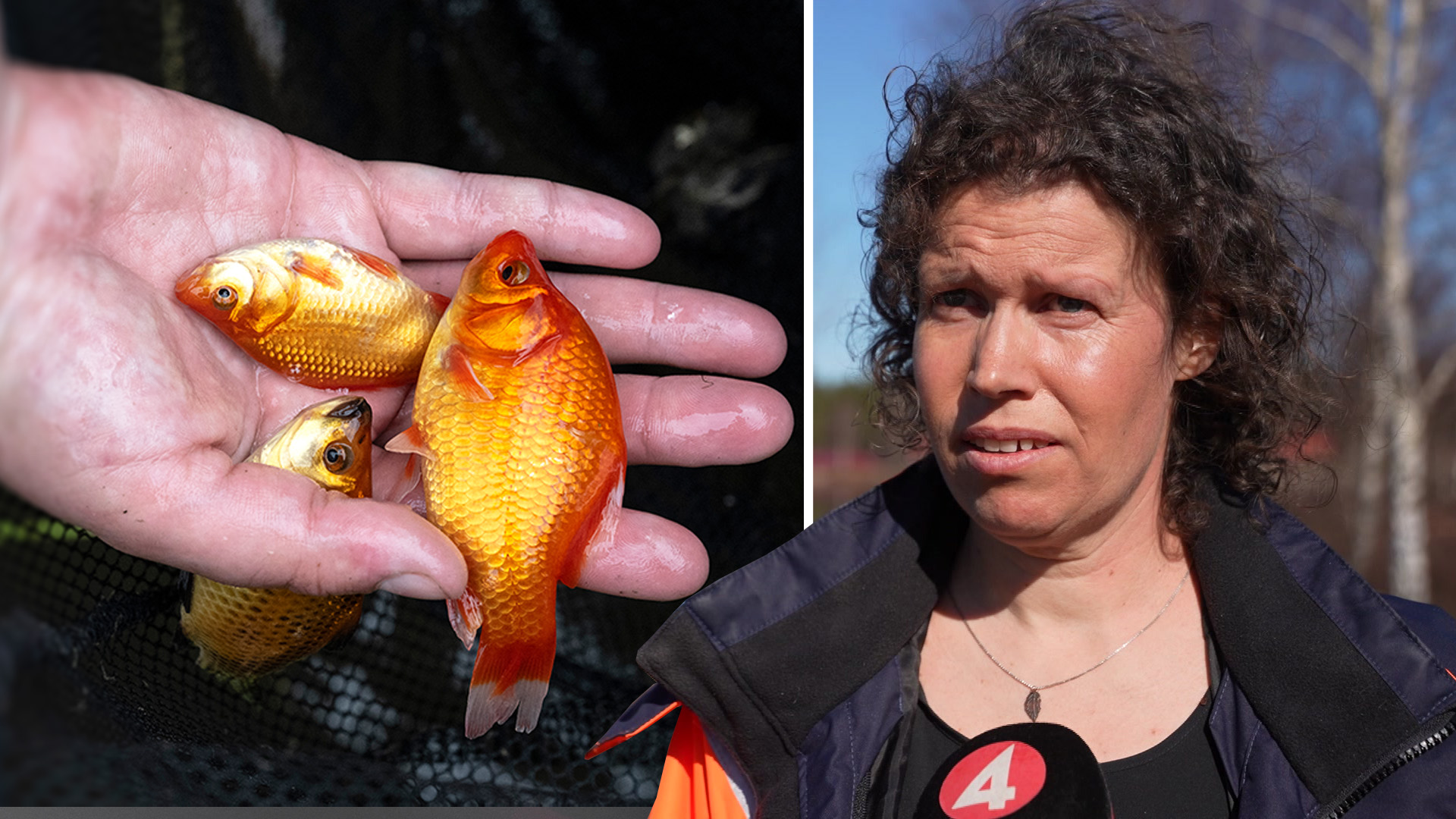 Kommun släppte ut guldfiskar - nu hotas värdefull å