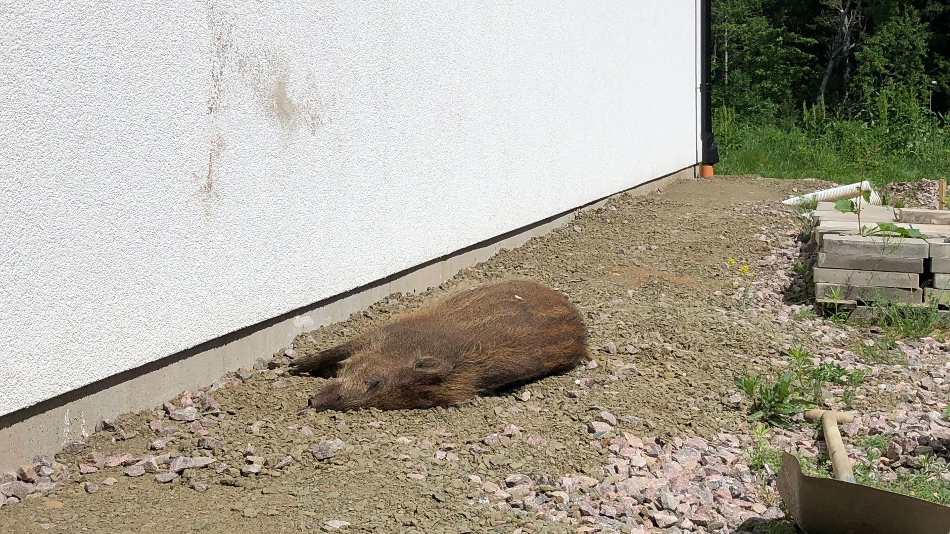 Gris kastad mot moské i Skövde
