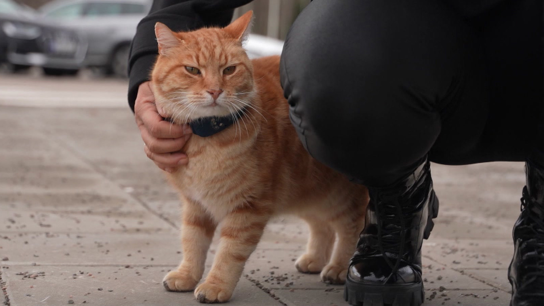 Katten Luffar-Lasses bössa är etta på Musikhjälpens lista