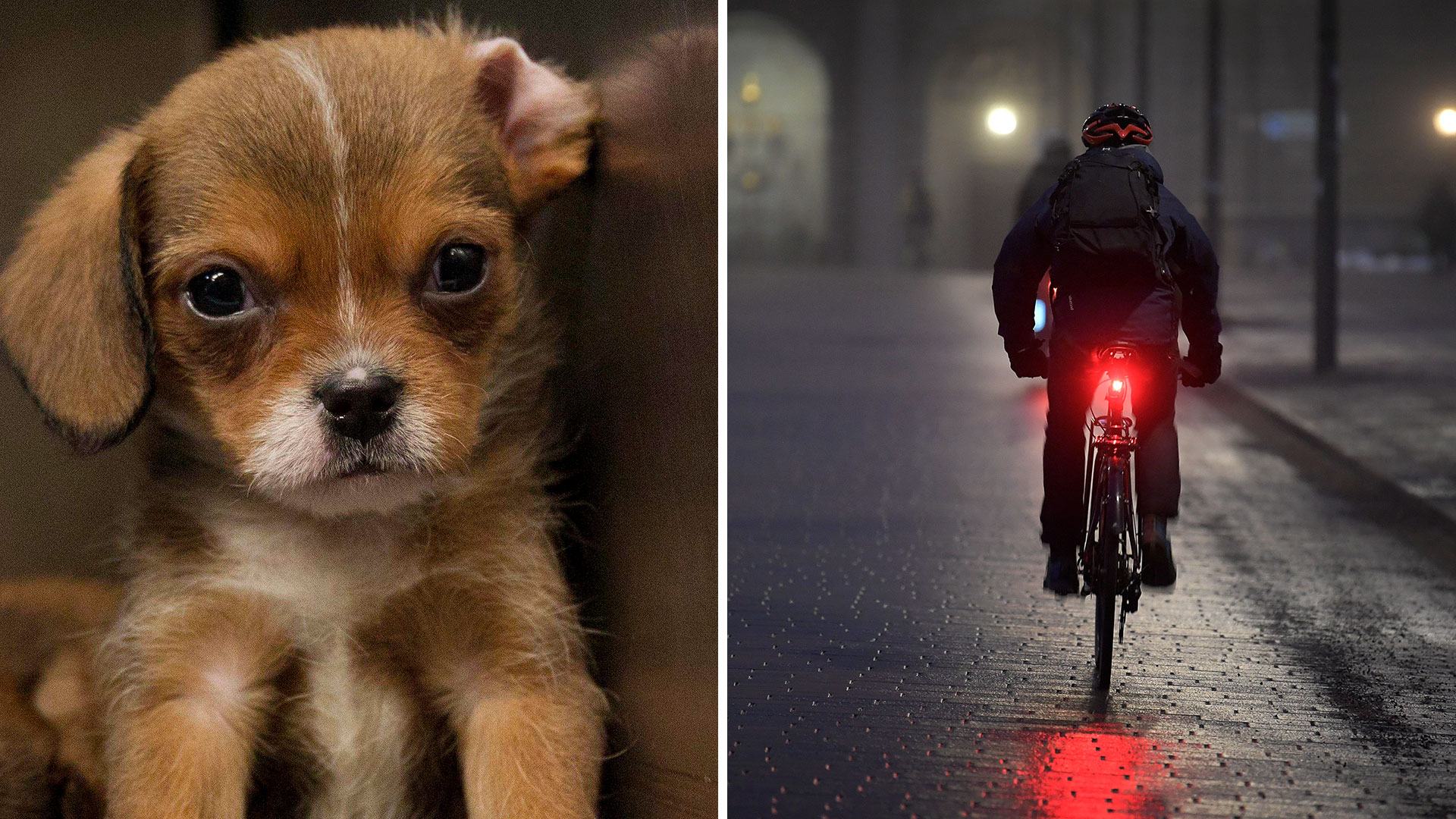 Man i Bohuslän döms – släpade hundvalp efter cykeln