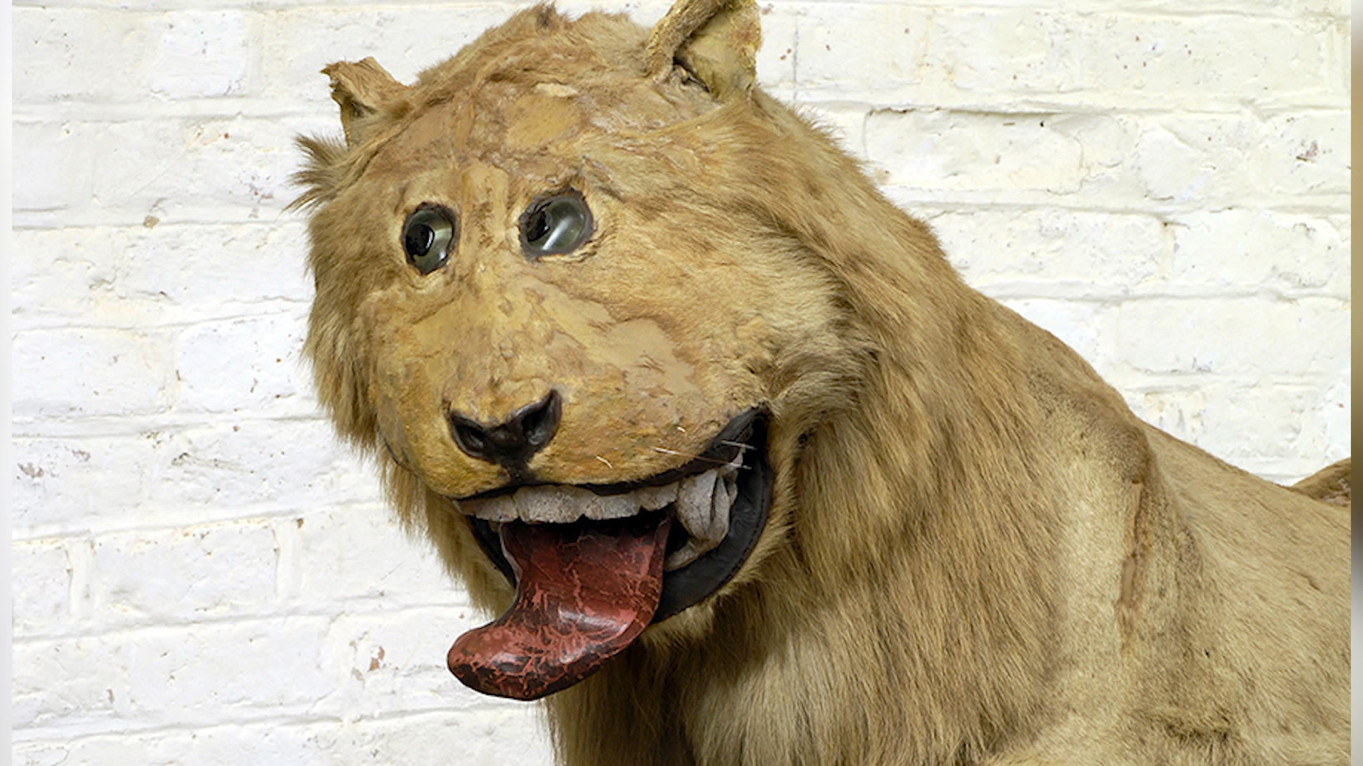 Lejonet på Gripsholm skrattas ut – tas i försvar