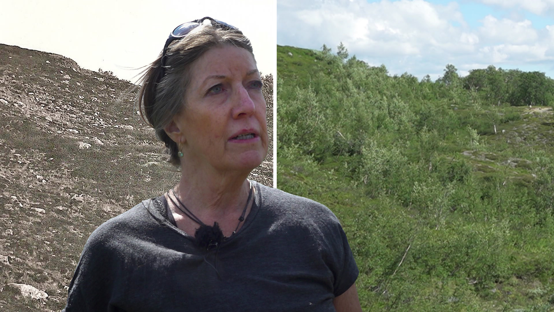 Trädgränsen kryper uppåt – förflyttat sig 240 meter