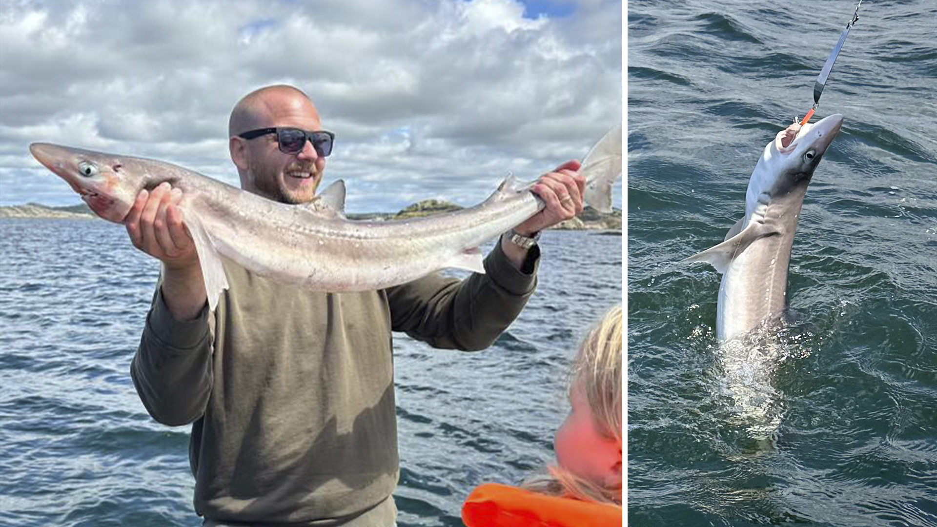 Fiskade makrill – fångade haj utanför Tjörn