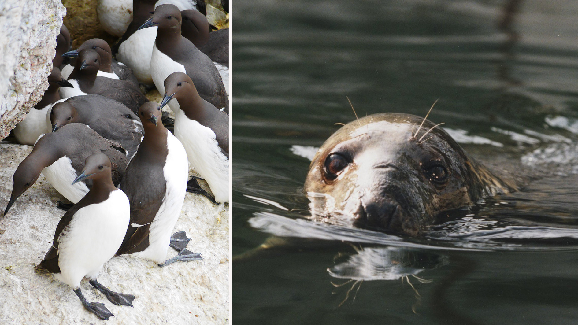 Flera stora djur i Östersjön har magrat