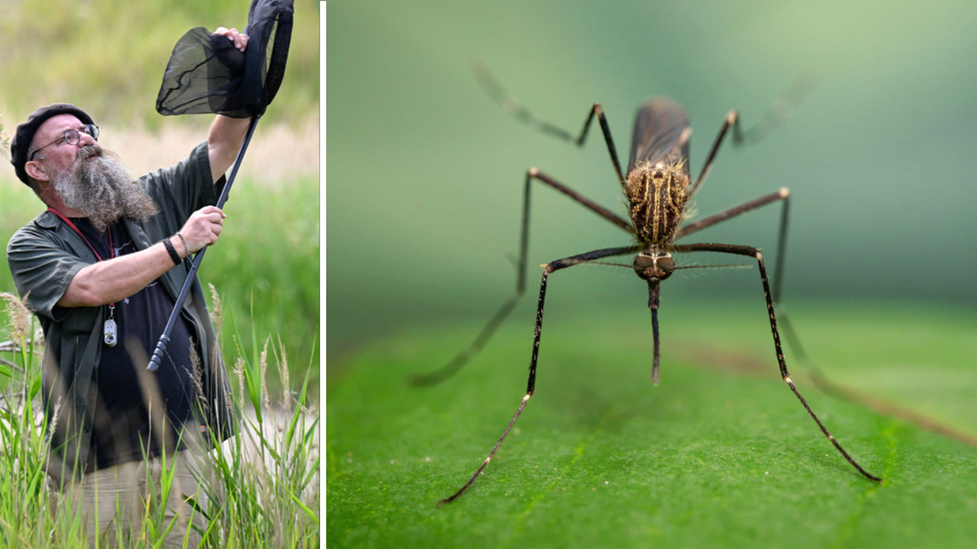 Fruktad mygga på väg mot Sverige – bär på ökänd feber