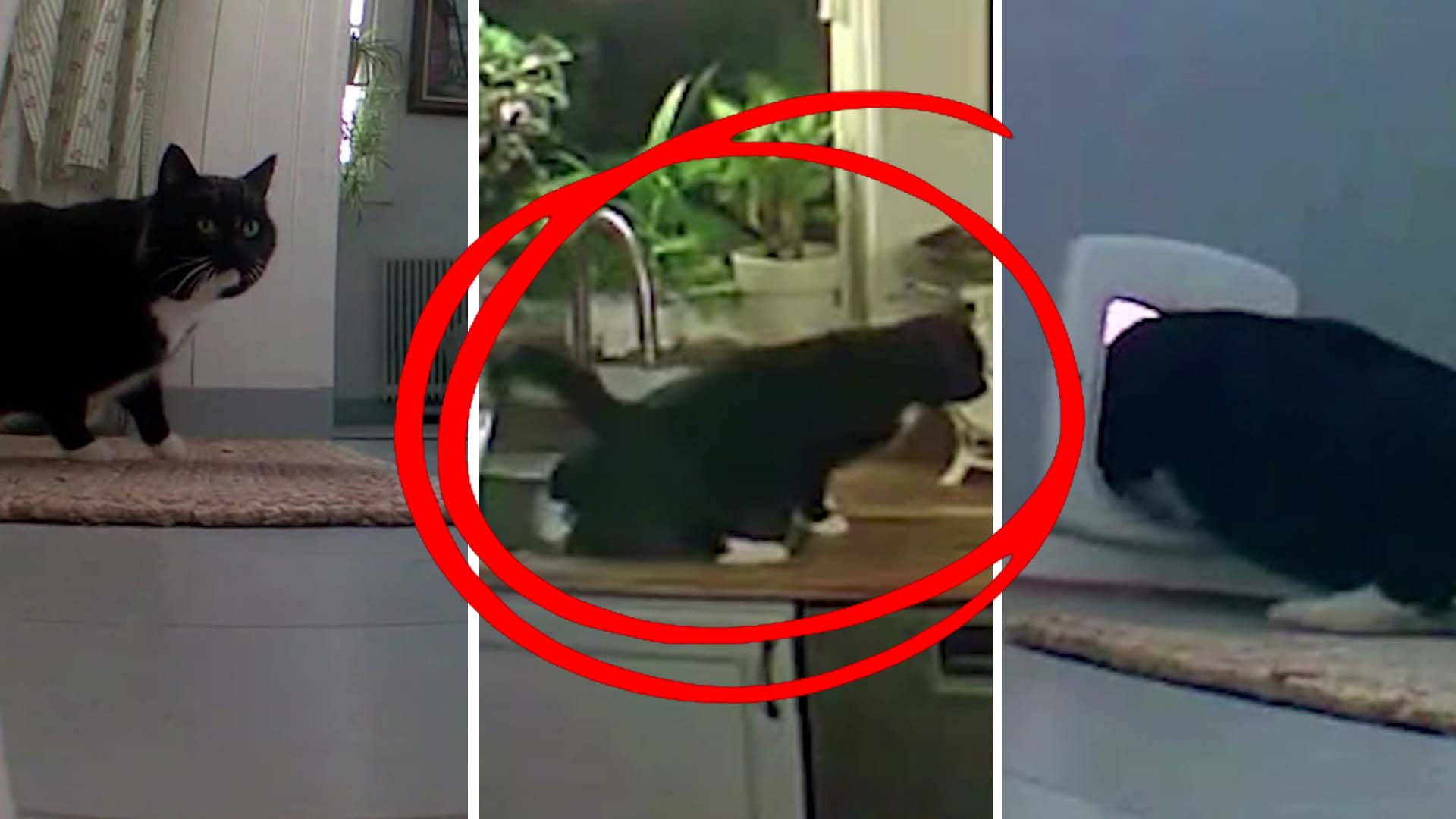 Katten bajsar i familjens diskho