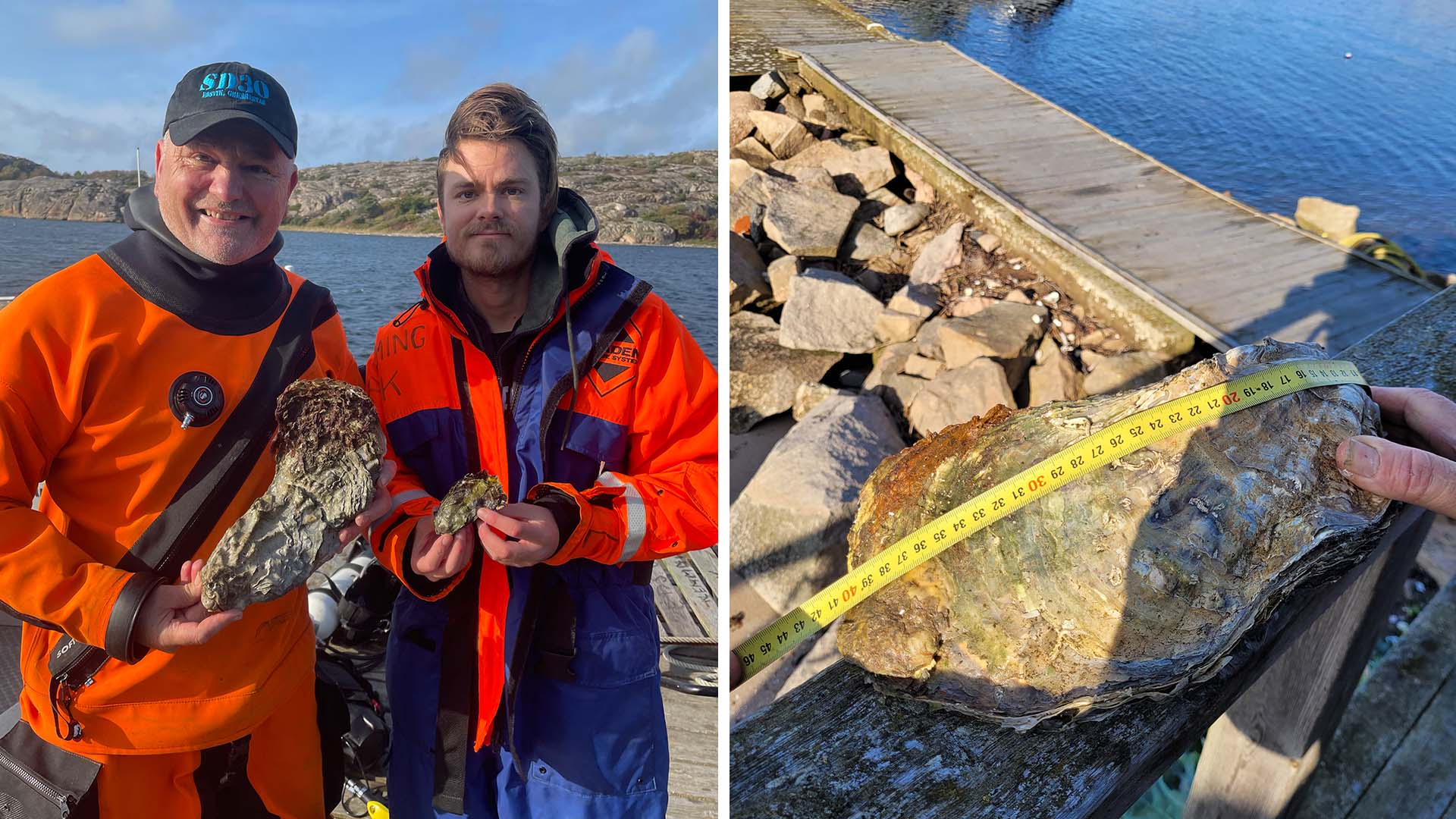 Världens största ostron kan ha hittats i Grebbestad