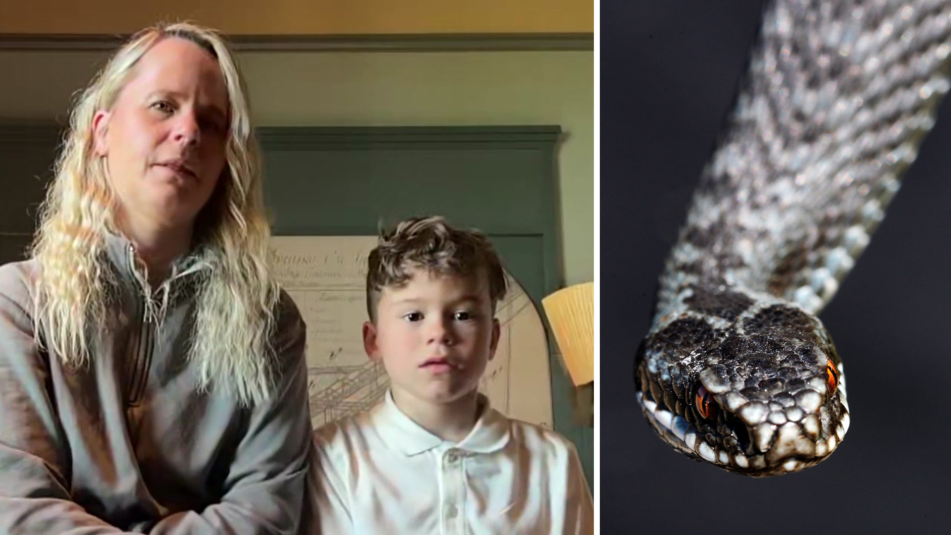 Huggorm föll ner från träd – och bet sjuårige Adrian