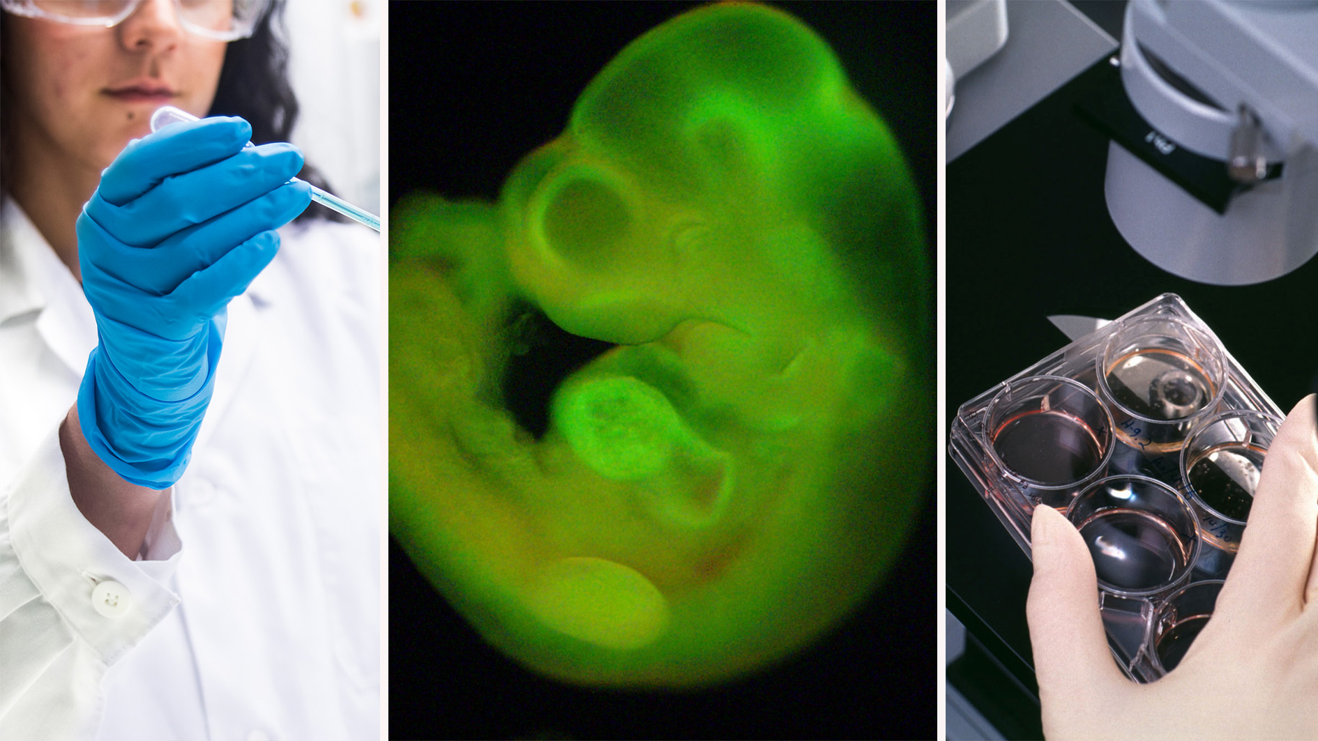 Forskare har skapat embryo – utan spermie eller ägg