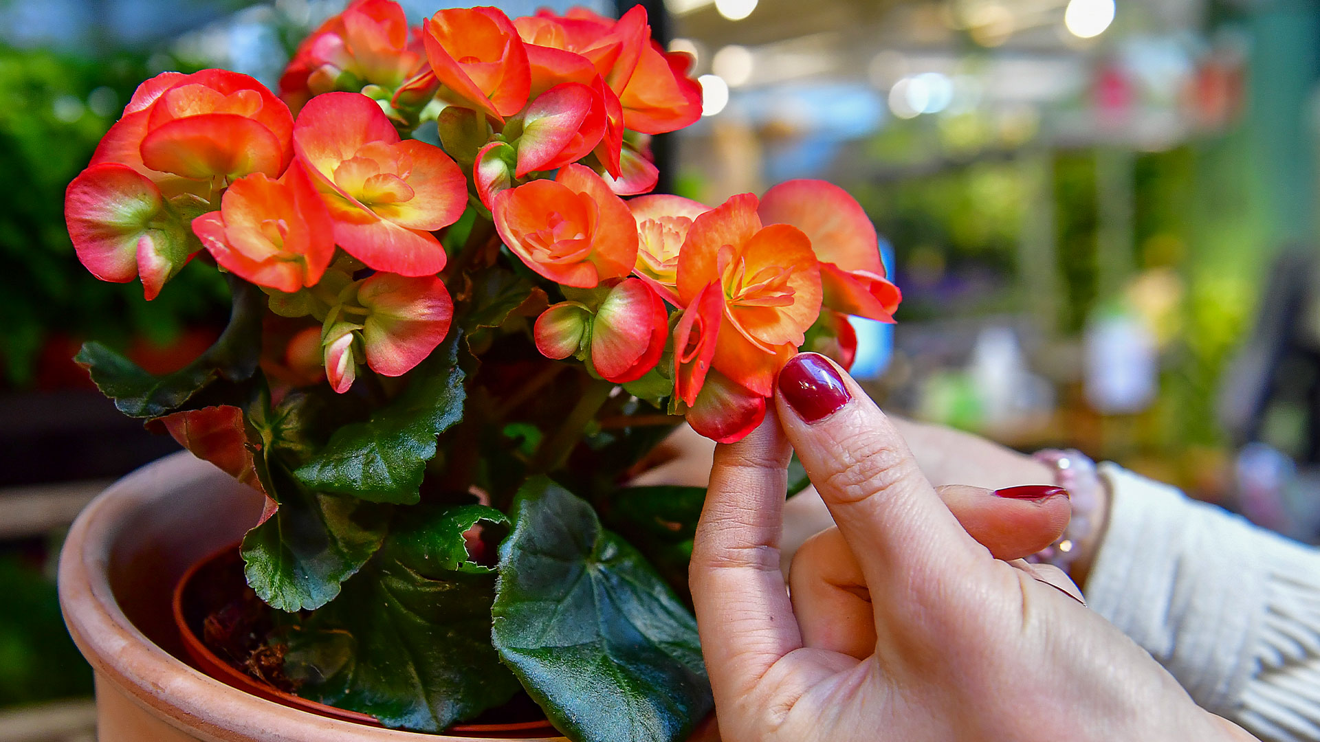 Så ser du om din växt har plattmask – och så tar du bort den