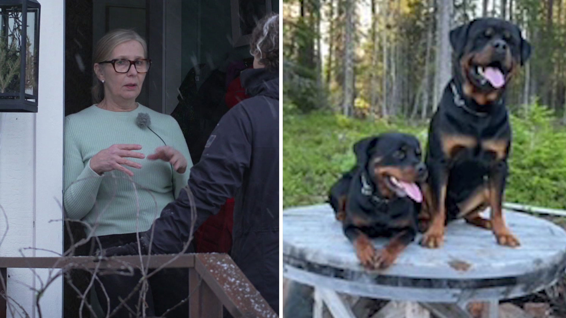 Hundar spred skräck i månader – trots upprepade anmälningar