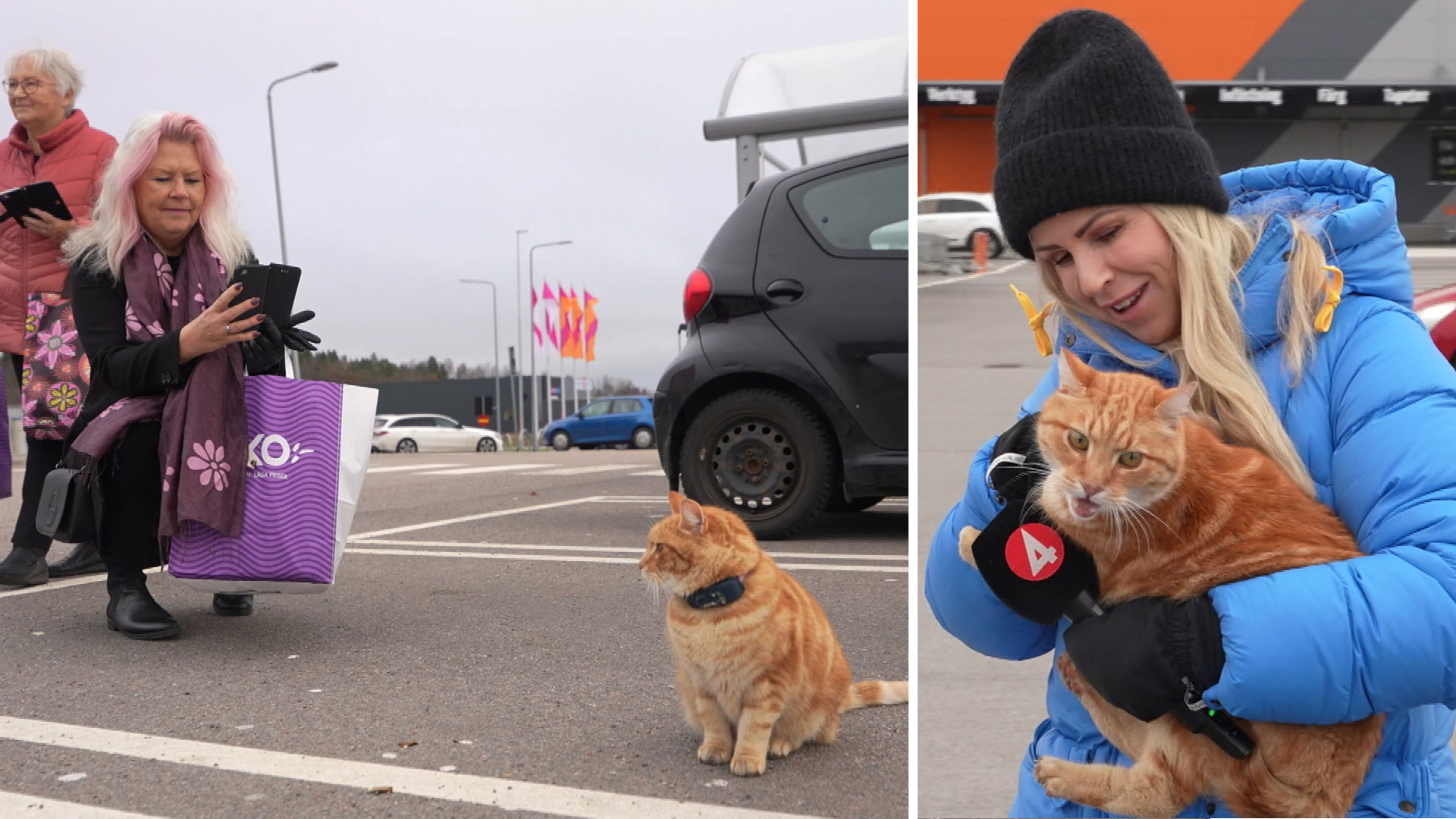 Katten Lasse har blivit kändis
