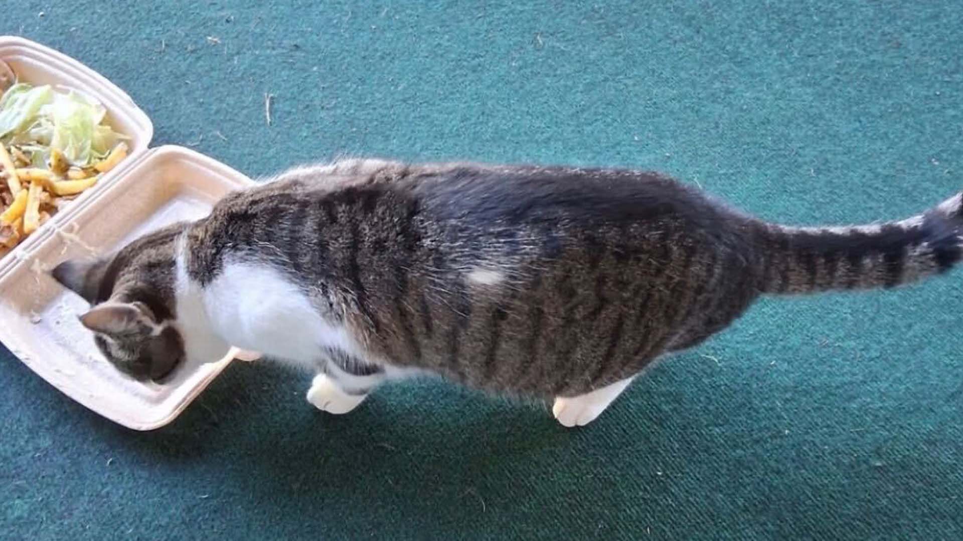 Katten Semla lurade hela kvarteret – spelade hemlös för mat