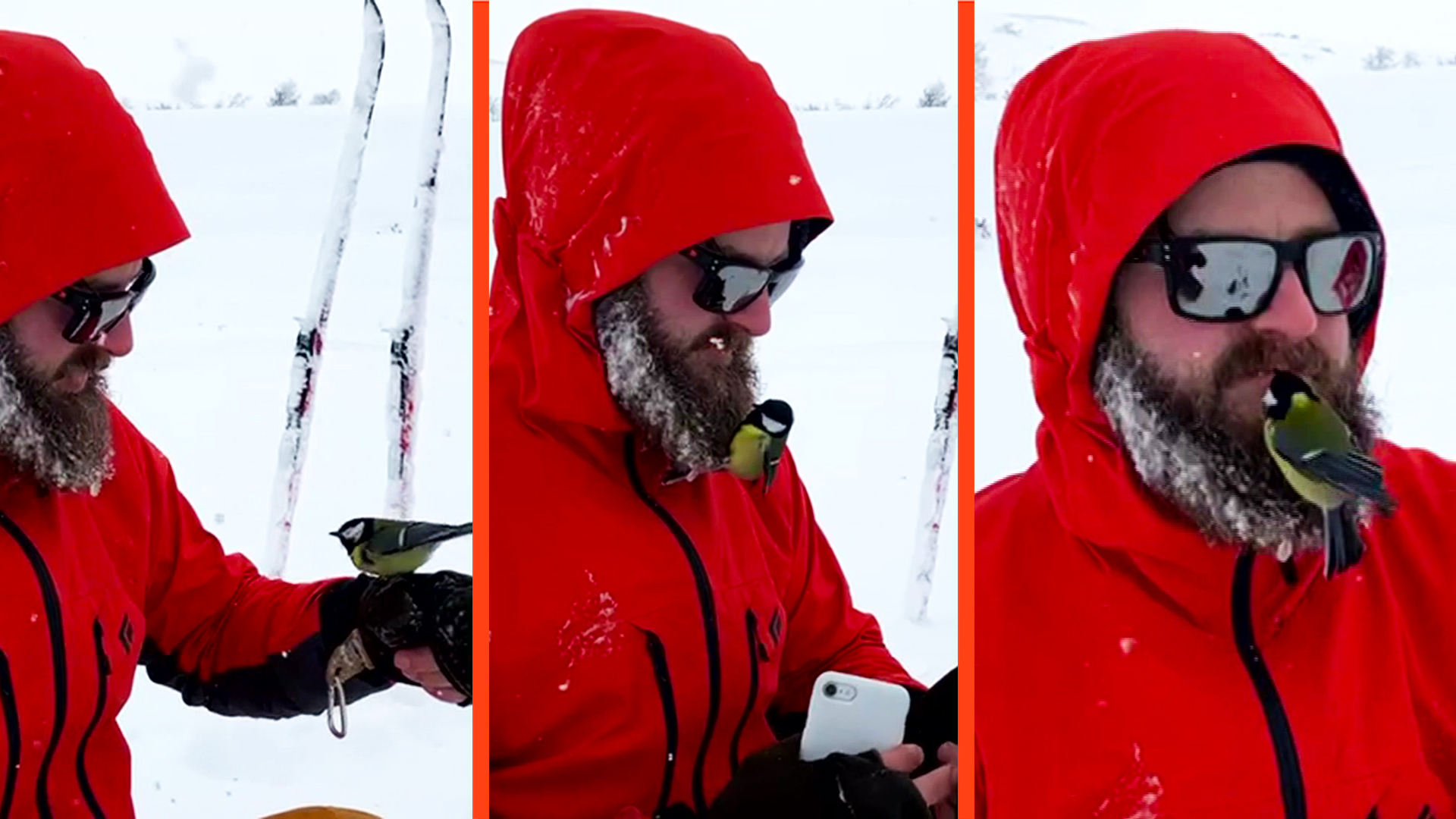 Talgoxen satt i Robins skägg